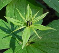 CURIOSIDADES CIENTÍFICAS : Simetría floral